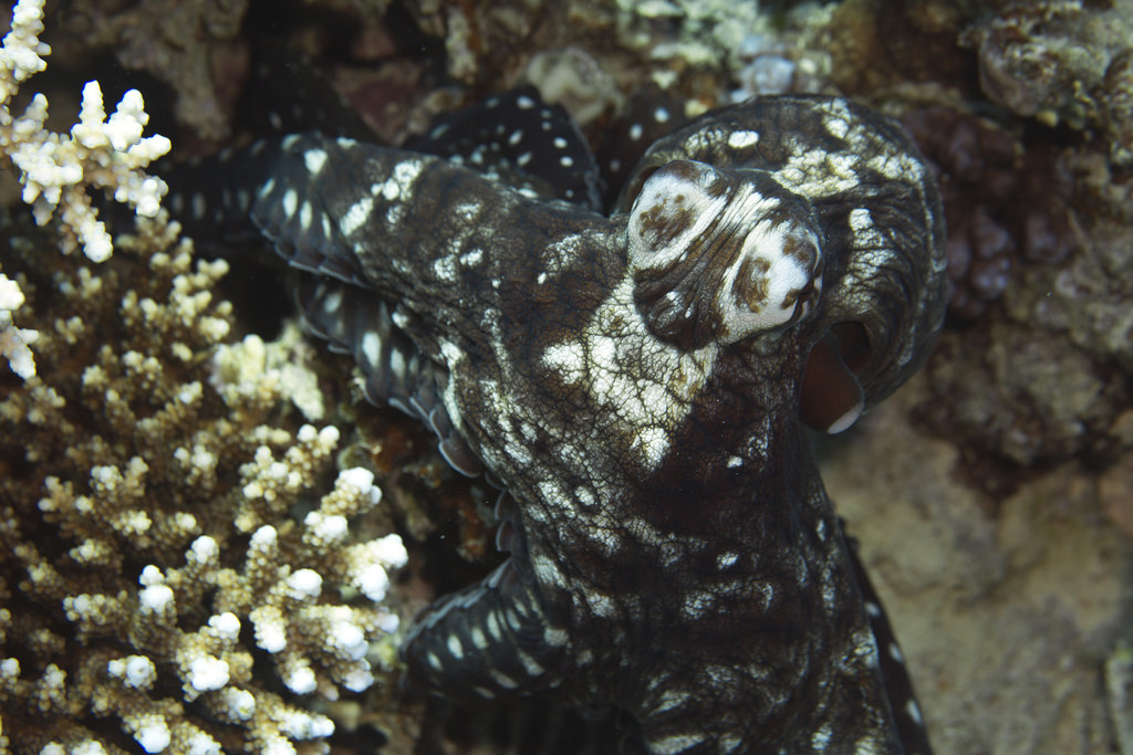 TBT: Remember when GE Made it Rain Octopi? | An Ham Creative